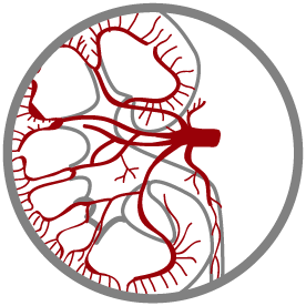 Eco Doppler de Artérias Renais - Angiodoppler